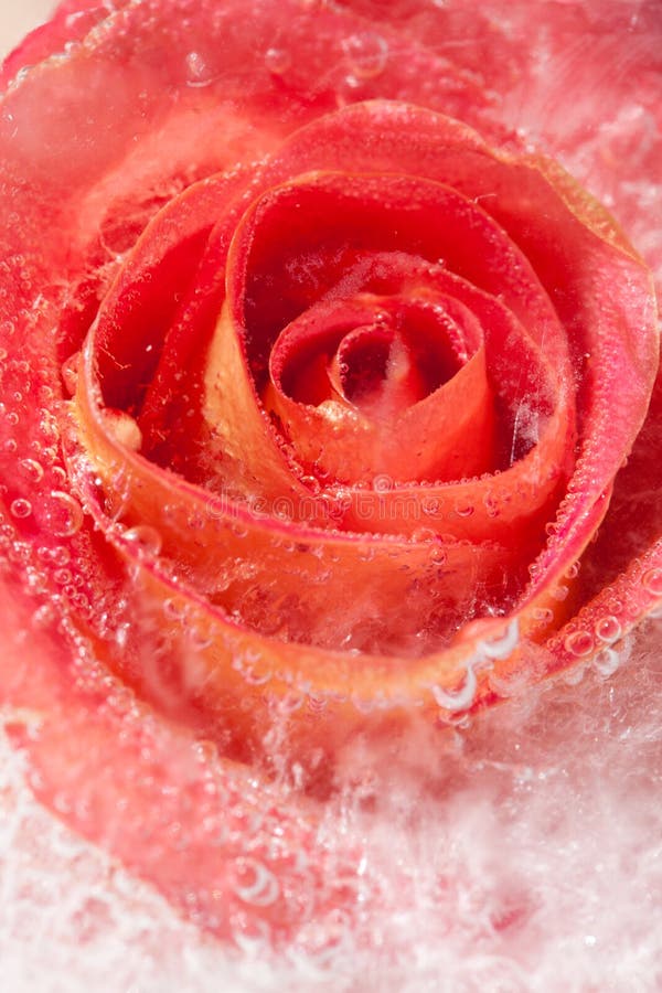Frozen flora stock image. Image of inside, deep, beauty - 49053079