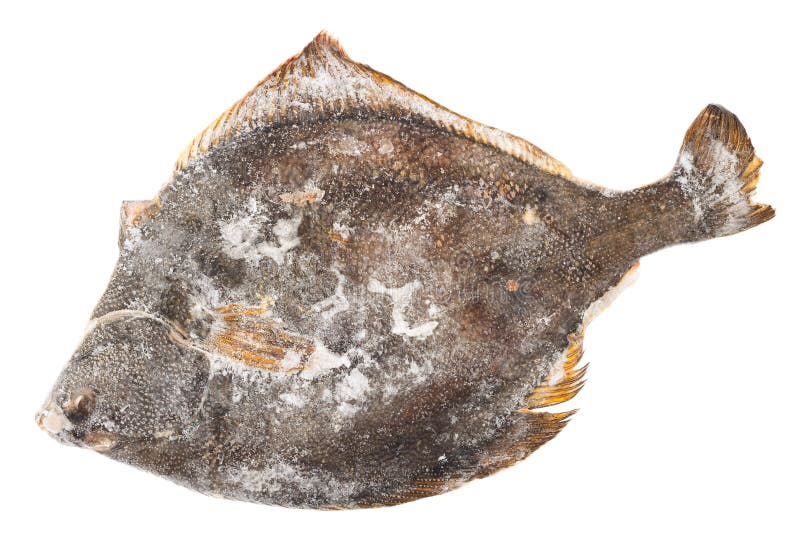 Big Flounder stock photo. Image of atlantic, brown, flounder - 3630384