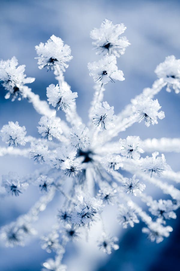 Frozen flower stock photo. Image of parsley, clear, cold - 16622264