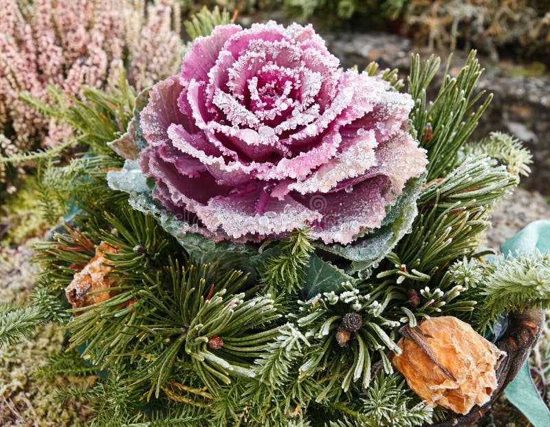 Frozen flower stock photo. Image of cone, pink, rose - 37534818