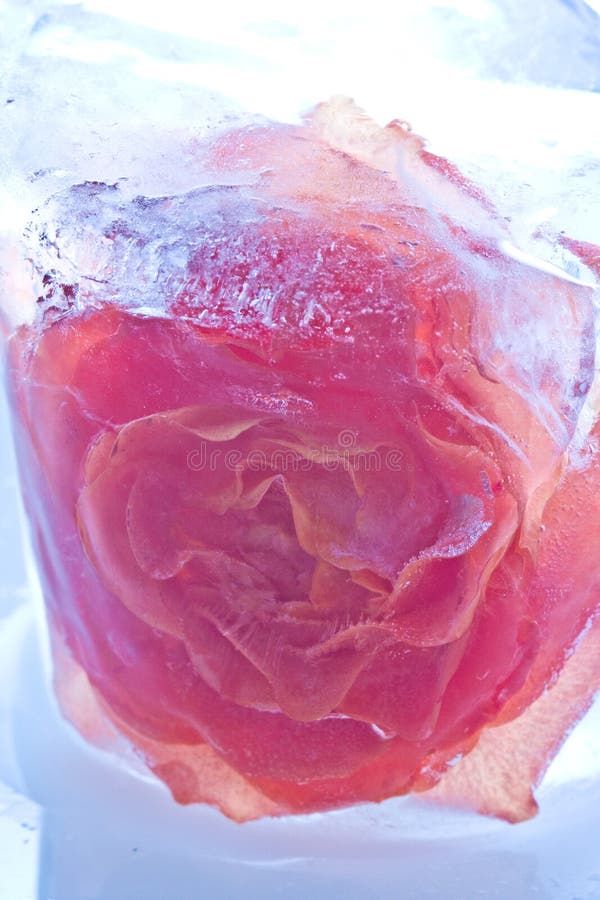 Frozen flower stock image. Image of natural, water, rose - 6004289
