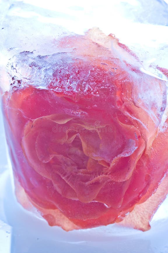 Frozen flower stock image. Image of natural, water, rose - 6004289
