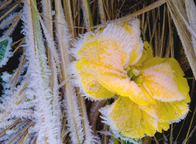 Frozen flower stock image. Image of macro, frost, closeup - 7602513