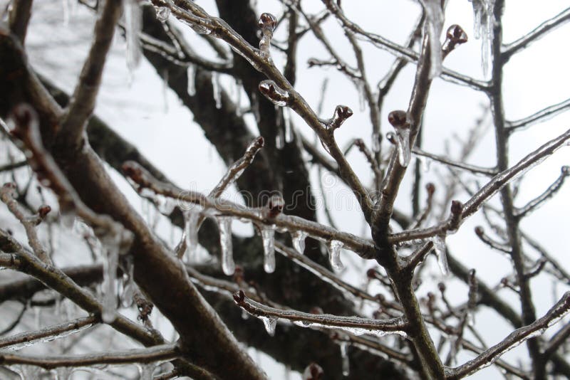 Frozen flower buds 6 stock photo. Image of twig, freezing - 242257514