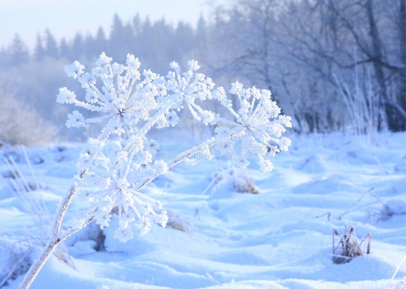 Flower in water stock image. Image of natural, rain, japanese - 43080307