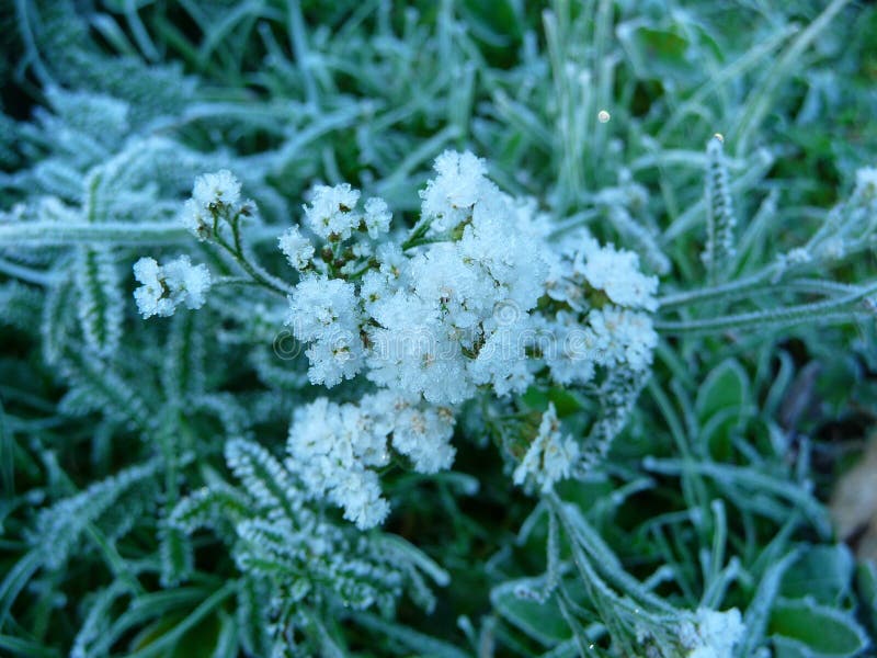 Frozen flower stock photo. Image of detail, frozen, winter - 81477426