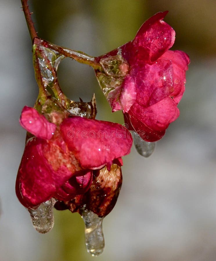 Frozen flower stock image. Image of beautiful, cold, winter - 90118581