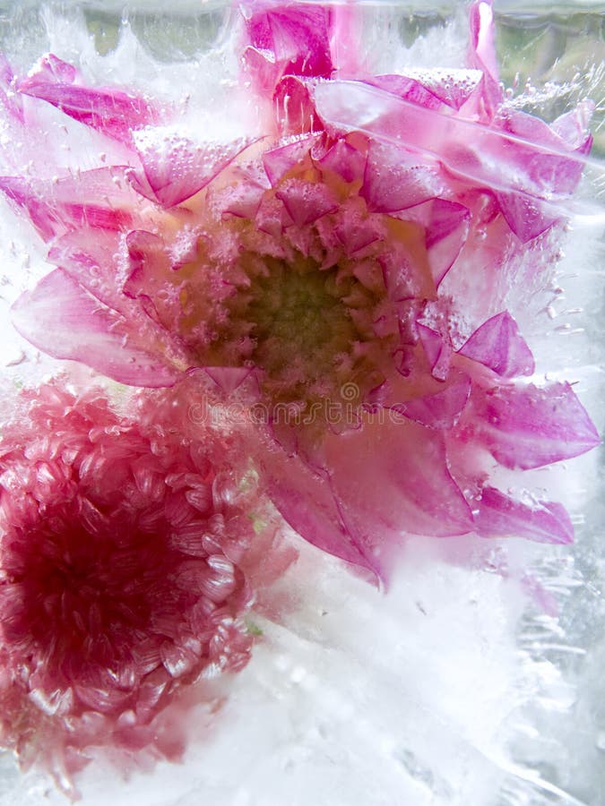Frozen flower of georgina stock image. Image of dahlia - 48810669