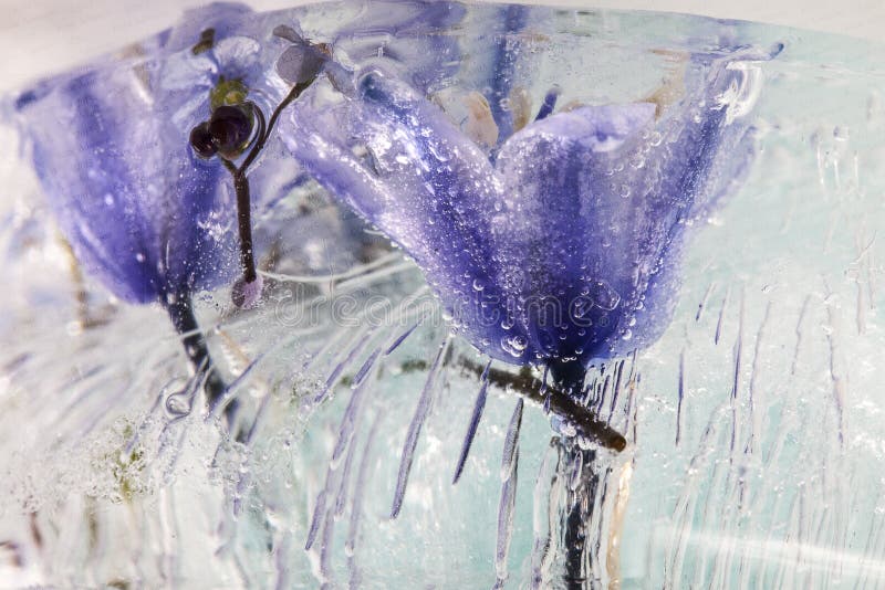Frozen Flower stock photo. Image of colour, flower, paint - 49972000