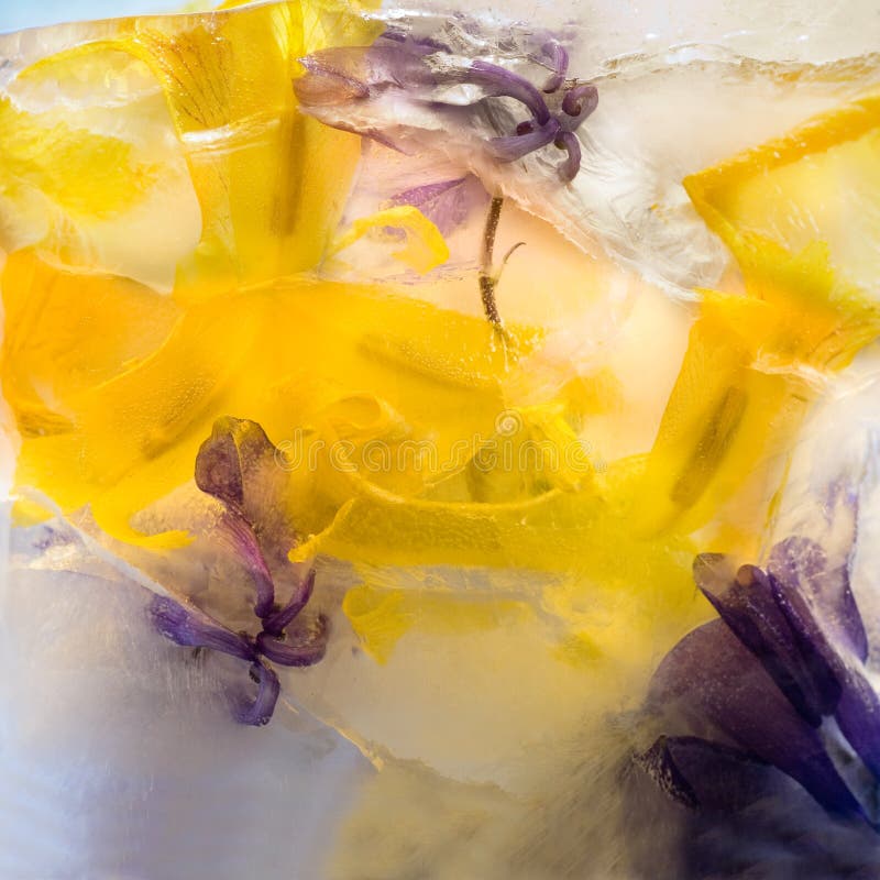 Frozen flower of iris stock image. Image of frozen, cold - 58767517