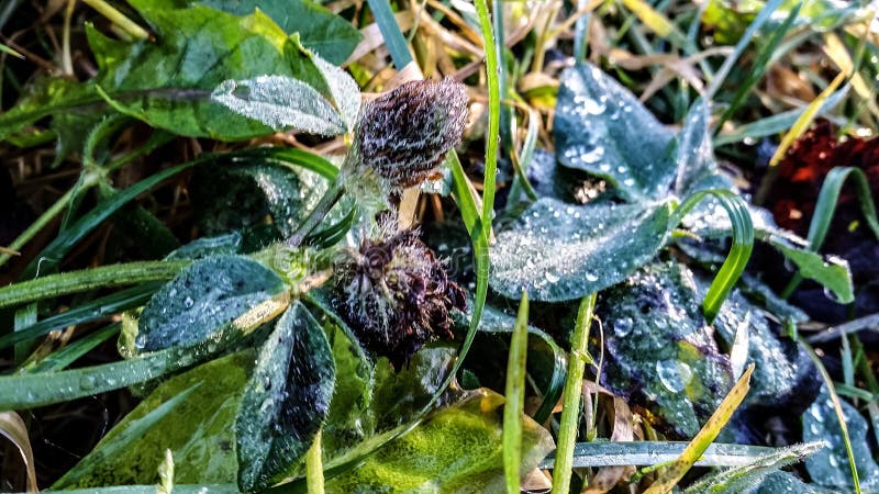 A Frozen Flower on the Lawn Stock Photo - Image of lawn, early: 277137354