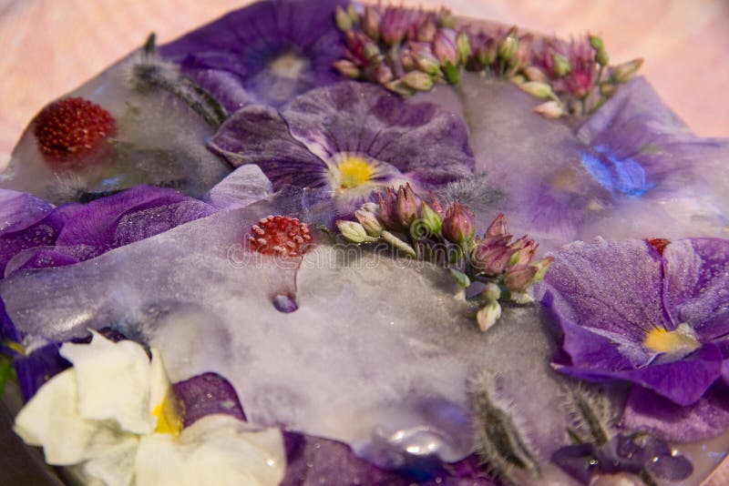 Frozen Flower of Love-in-idleness Stock Image - Image of nature, petal ...
