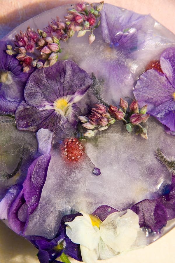 Frozen Flower of Love-in-idleness Stock Photo - Image of love, plant ...