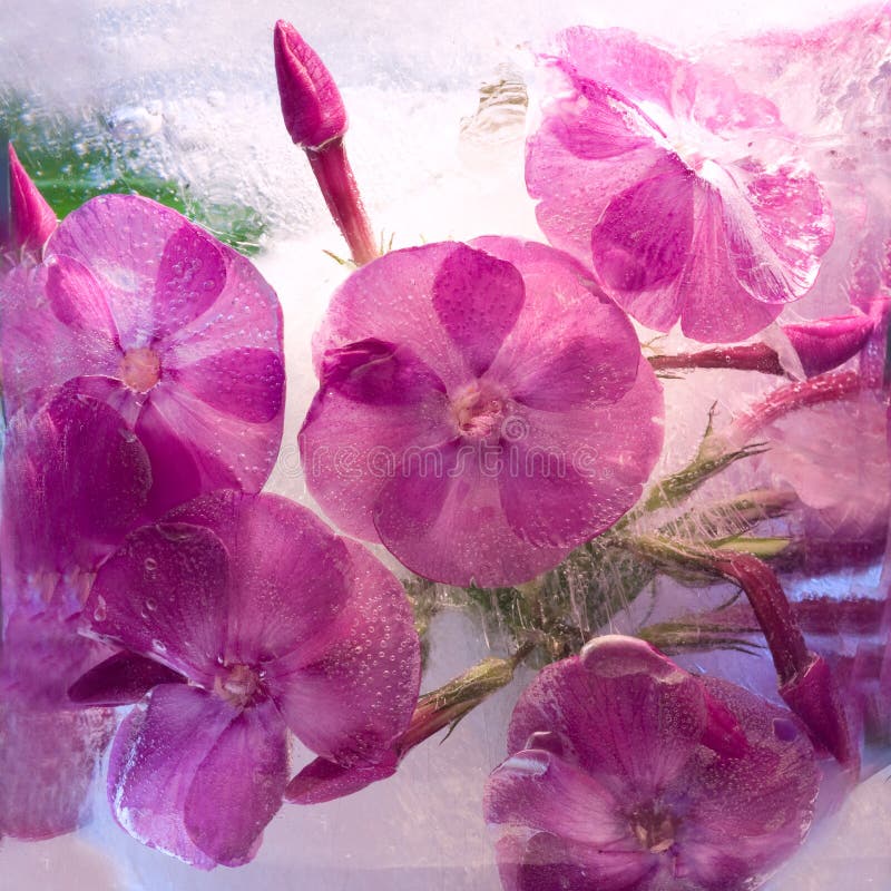 Frozen flower of phlox stock image. Image of freshness - 49396261
