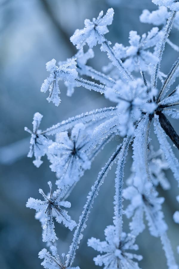 Frozen Flower, Shallow Focus Stock Photo - Image of anthriscus, crystal ...