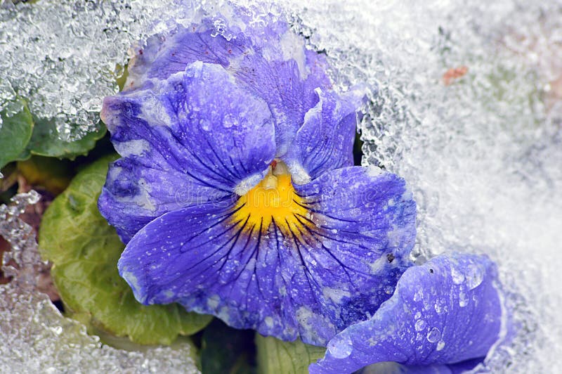 Frozen flower stock image. Image of flower, stems, nature - 57547181