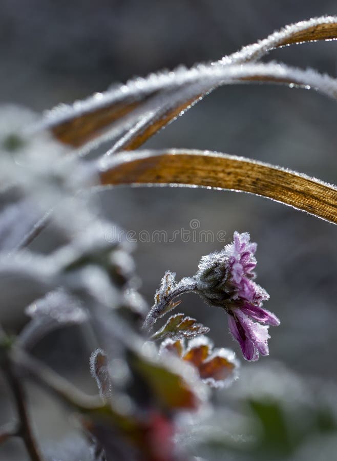 Frozen Flower stock image. Image of pink, frozen, winter - 143585257