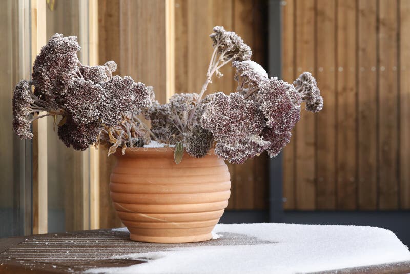 Frozen flowers stock image. Image of frost, season, walls - 12484121