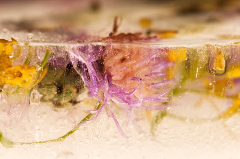Frozen Flowers. Blossoms in the Ice Cube Stock Photo - Image of pastel ...