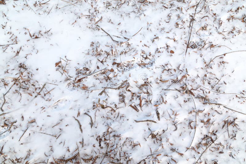 Thick foliage stock image. Image of forest, bright, light - 14535795