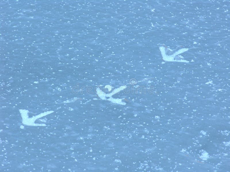 Frozen foot prints stock image. Image of environment, wildlife - 477103