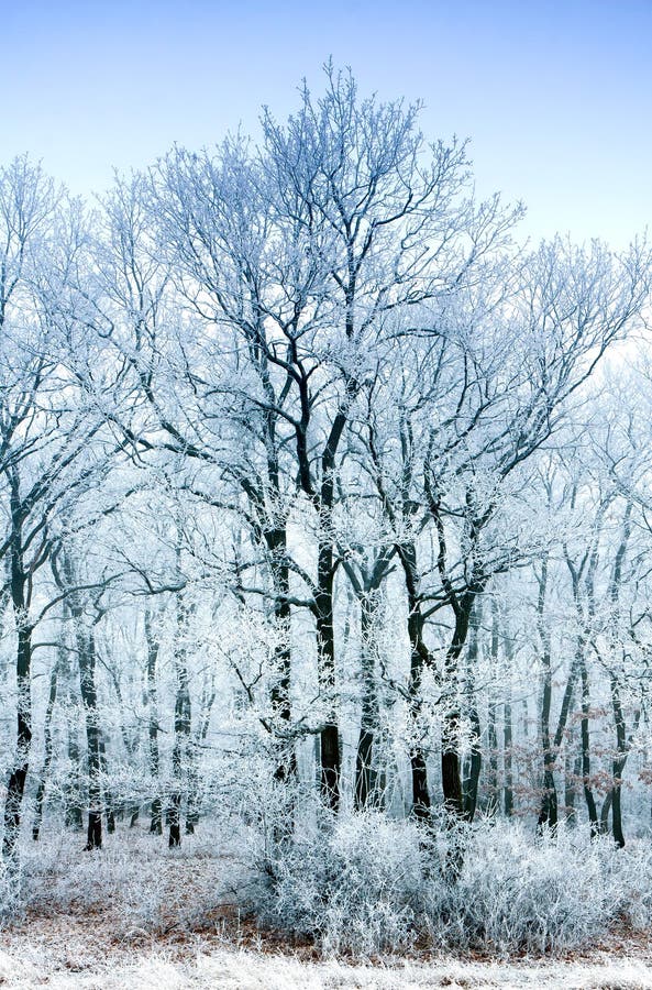 Frozen forest stock image. Image of landscape, frost - 18008217
