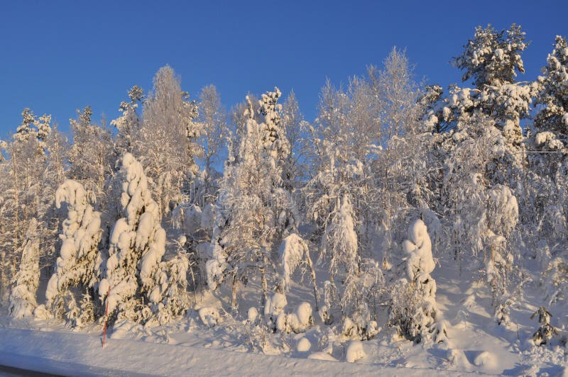 Frozen Forest Picture. Image: 19403967