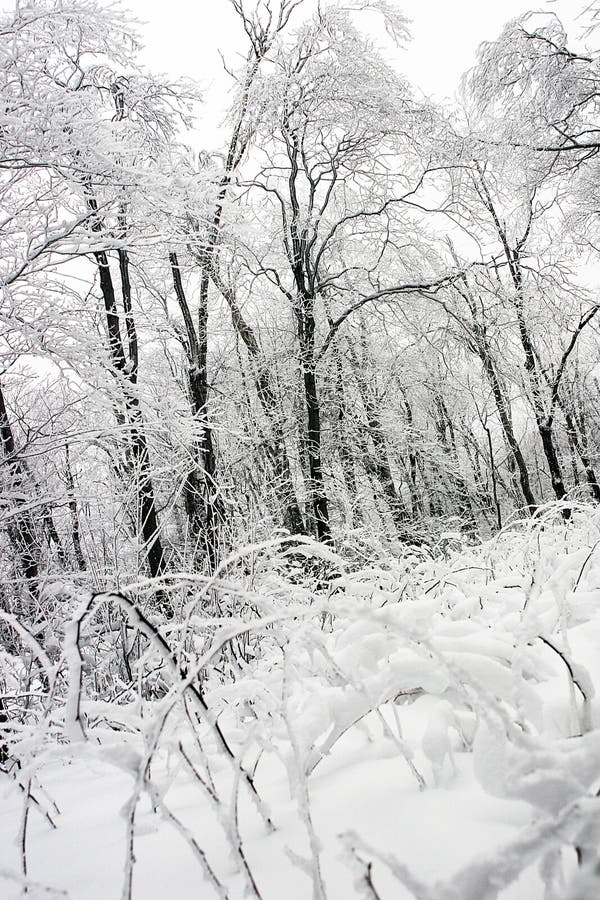 Frozen Forest Picture. Image: 86291306