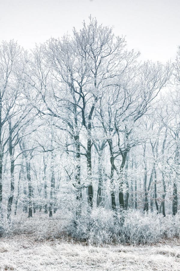 Frozen Forest on a Cloudy, Cold Day in Hungary, Mountain Badacsony ...