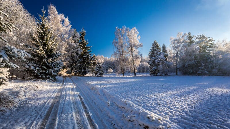 Frozen Forest at Dawn in Winter Stock Photo - Image of area, activity ...