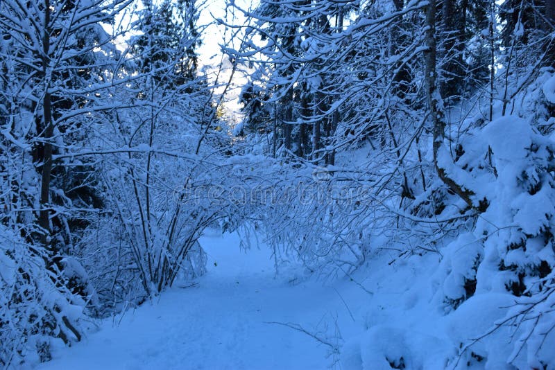 Frozen forest stock photo. Image of grasshighland, alps - 104415882