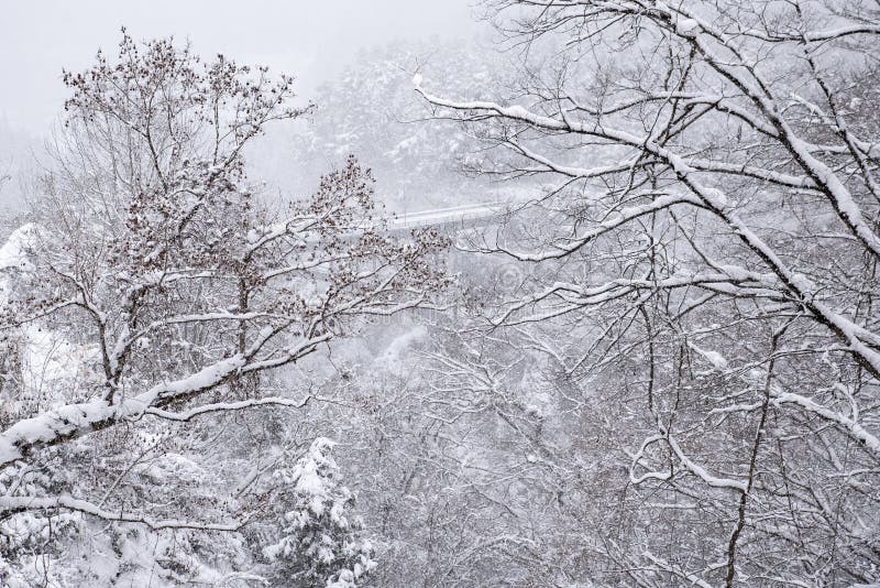 Frozen Forest in Fukushima, Japan Stock Image - Image of forest, leaf ...