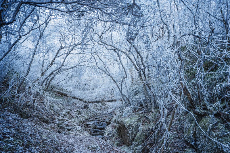 Frozen Forest in Huangshan National Park. Stock Photo - Image of deep ...