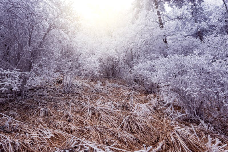 Frozen Forest in Huangshan National Park. Stock Image - Image of tree ...