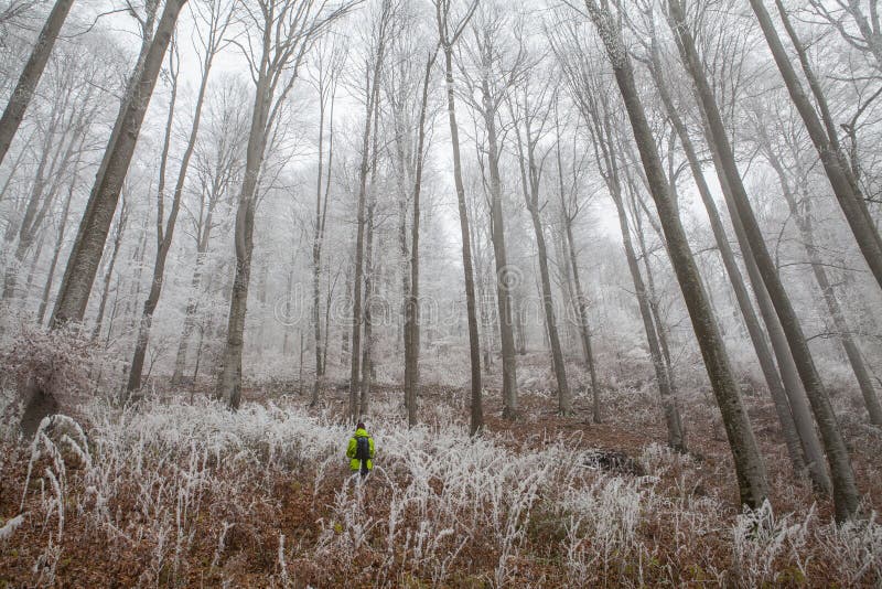 Frozen forest stock image. Image of altai, arctic, cloud - 71130601