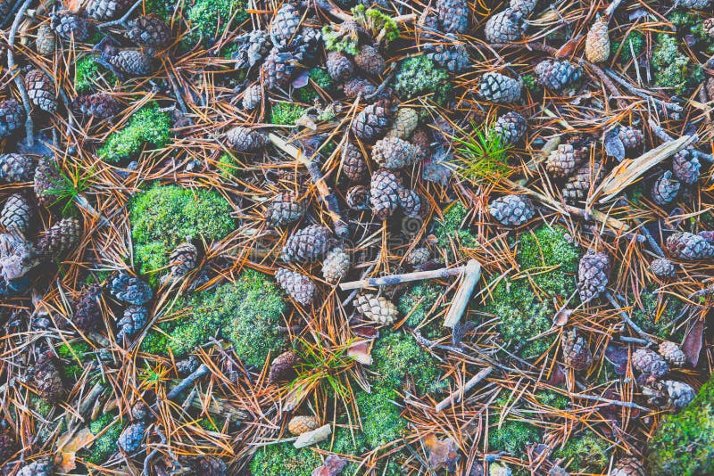 Frozen forest litter stock image. Image of decoration - 80839485