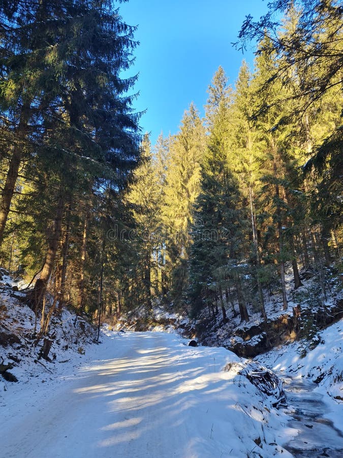 Frozen Forest Path stock photo. Image of frosty, forest - 374683340
