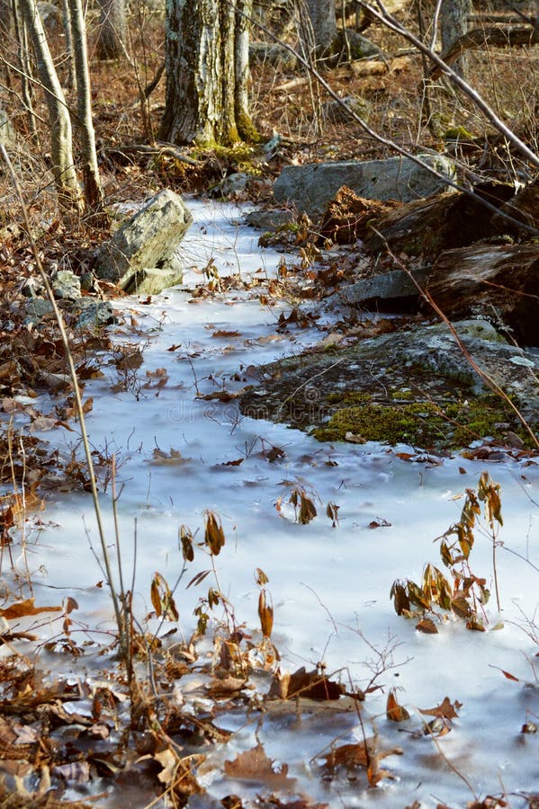 Frozen forest path stock photo. Image of winter, frozen - 87164574