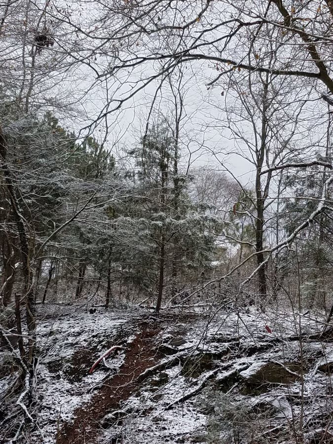 Frozen Forest stock image. Image of forest, winter, frozen - 121517803