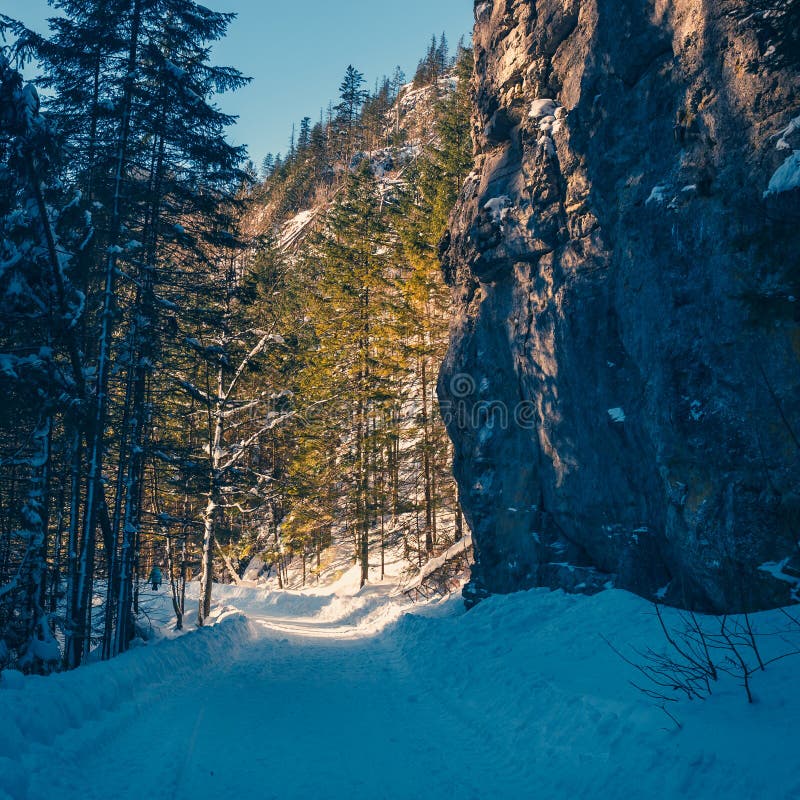 Frozen forest with snow stock image. Image of fantasy - 104378047