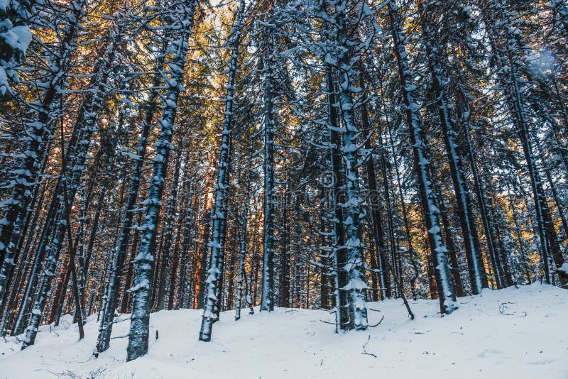 Frozen forest with snow stock image. Image of rural - 104709689