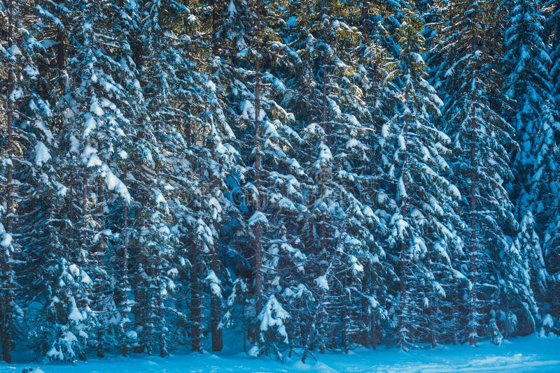 Frozen forest with snow stock photo. Image of landscape - 104974432