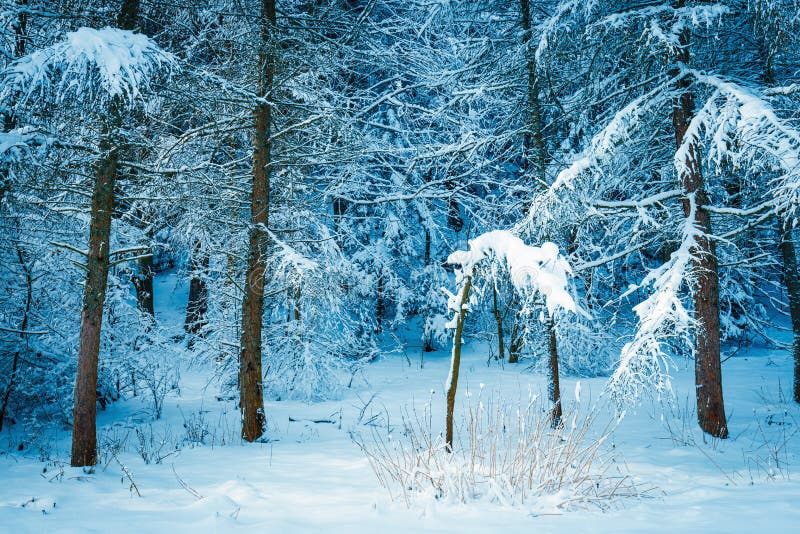 Frozen forest with snow stock image. Image of frost, magic - 80432835