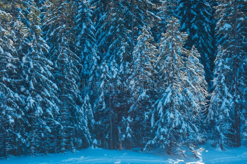 Frozen forest with snow stock image. Image of frost - 104378059