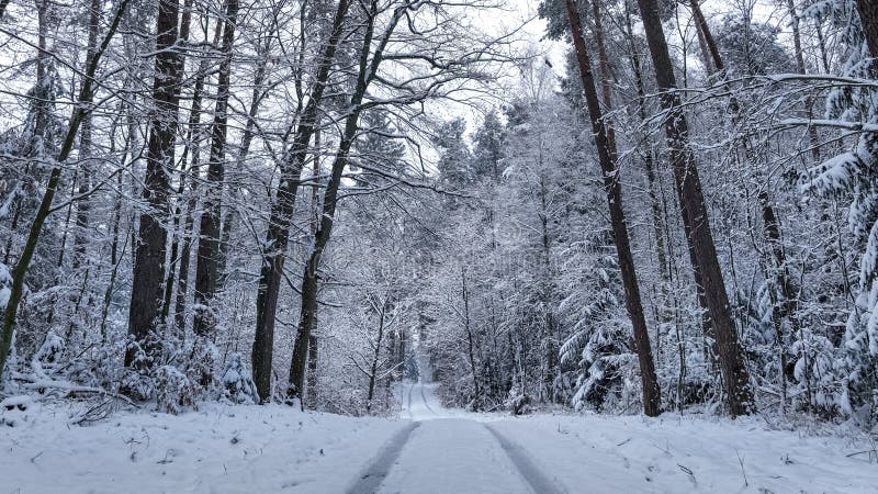 Frozen Forest and Snowy Path in Winter Stock Photo - Image of ...