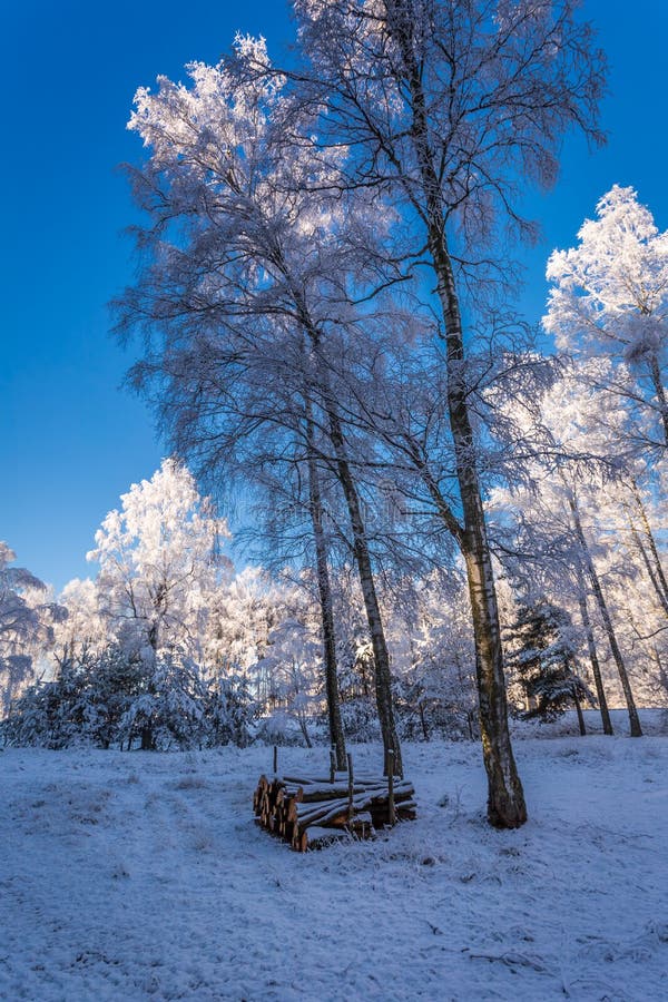 Frozen Forest at Sunrise in Winter Stock Photo - Image of activity ...