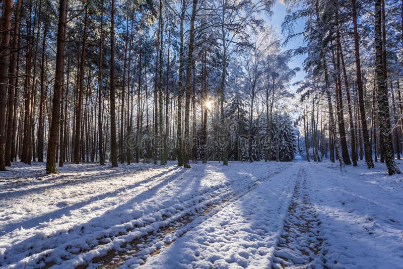 Frozen Forest with Snowy Road at Dawn in Winter Stock Image - Image of ...