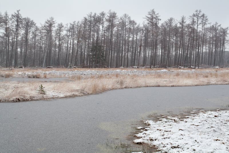 Frozen swamp in Drenthe stock photo. Image of seasonal - 29157614