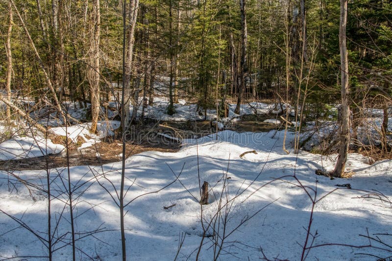 Frozen forest thawing out stock photo. Image of autumn - 266930756