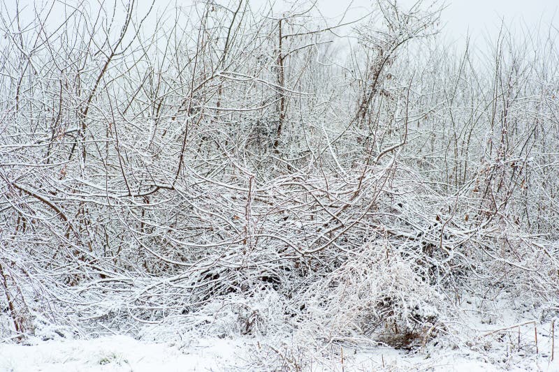Winter in the Forest with Snow on the Dry Trees and Bush in the Nature ...